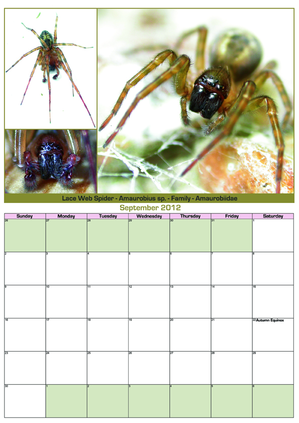Arachnerds: Spiders Calendar 2012