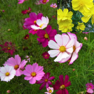 Sekilas tentang Bunga Cosmos - Kebun Q