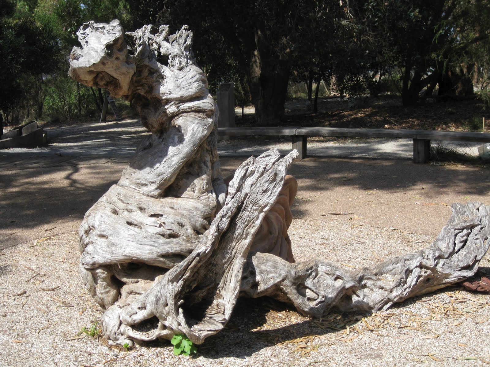 Robin's Double Life: Moonah stump: entrance to Churchill Island