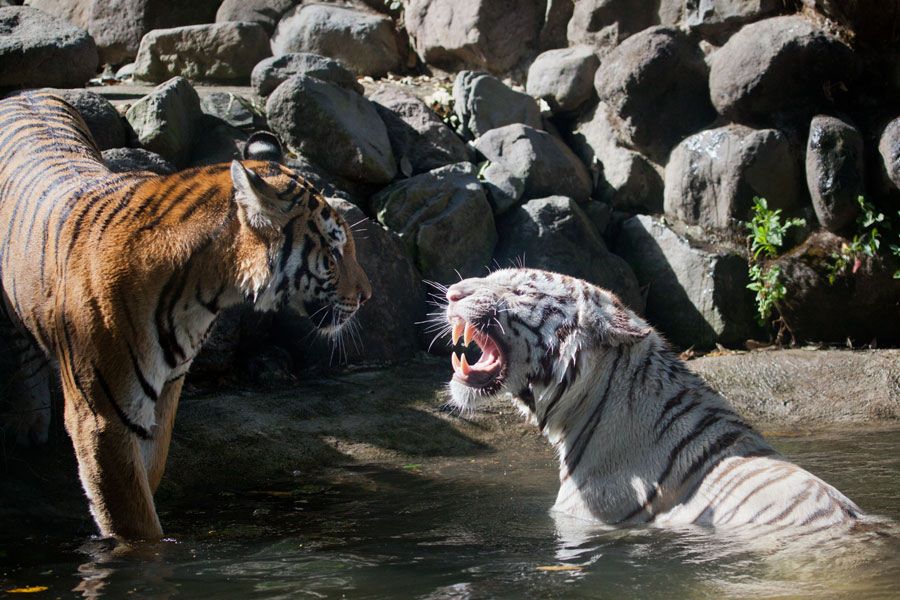 Recorriendo El Salvador: ¡FURESA Y SU IMPACTO POSITIVO EN JAYAQUE!