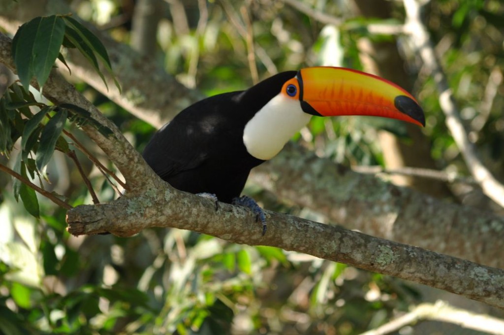 Quartos Anos Colégio Puríssimo: TUCANOS (4º2T)