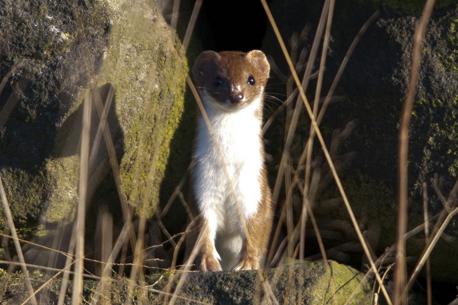 Yorkshire Field Herping and Wildlife Photography: The Stoat and The Hare