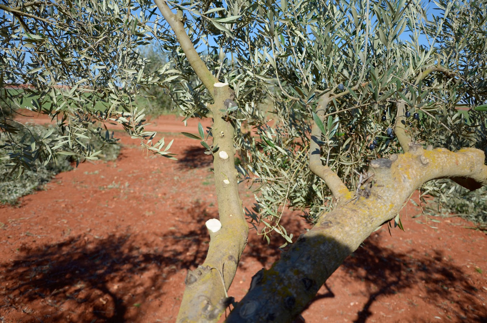 Pruning olive trees: “Without too much wood, the olives will be better ...
