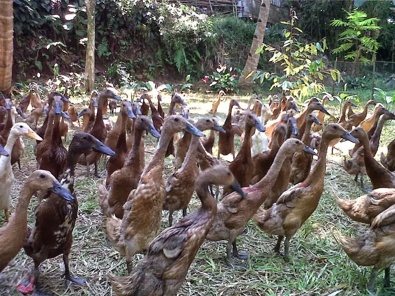 Panduan Cara Budidaya Bebek Petelur Setiap Hari | Segala Burung Ocean ...