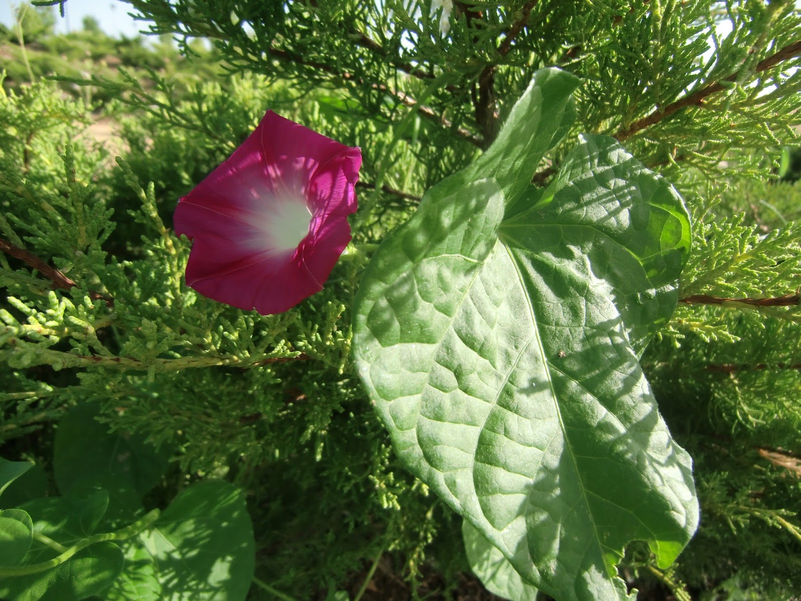 Plantas de Huerta Otea, Salamanca: Gloria de la mañana, manto de María ...