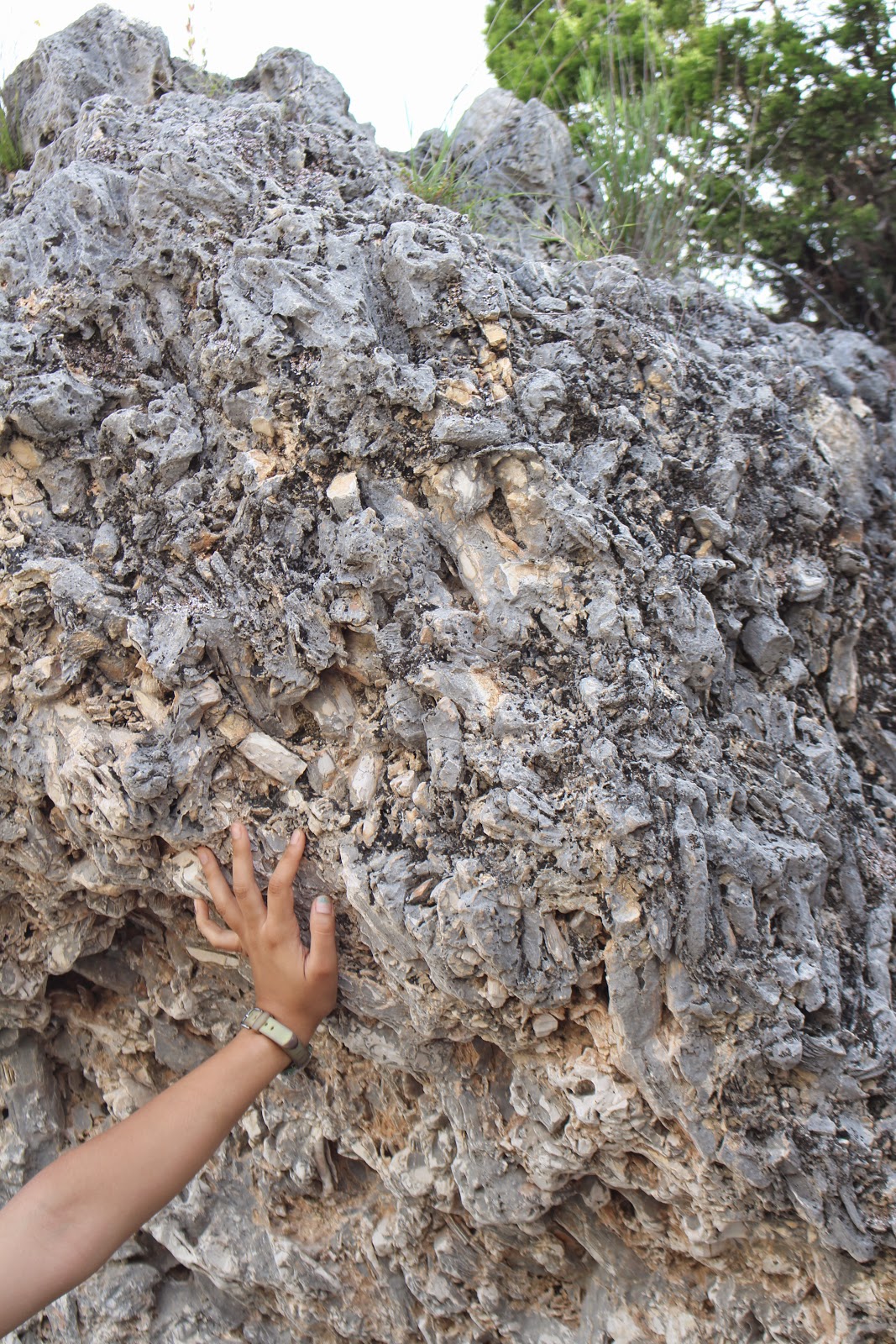Finding Fossils...: Fossil Reefs around Austin