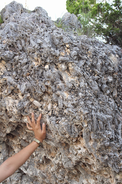 Finding Fossils...: Fossil Reefs around Austin