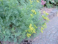 MM: Arruda macho e fêmea