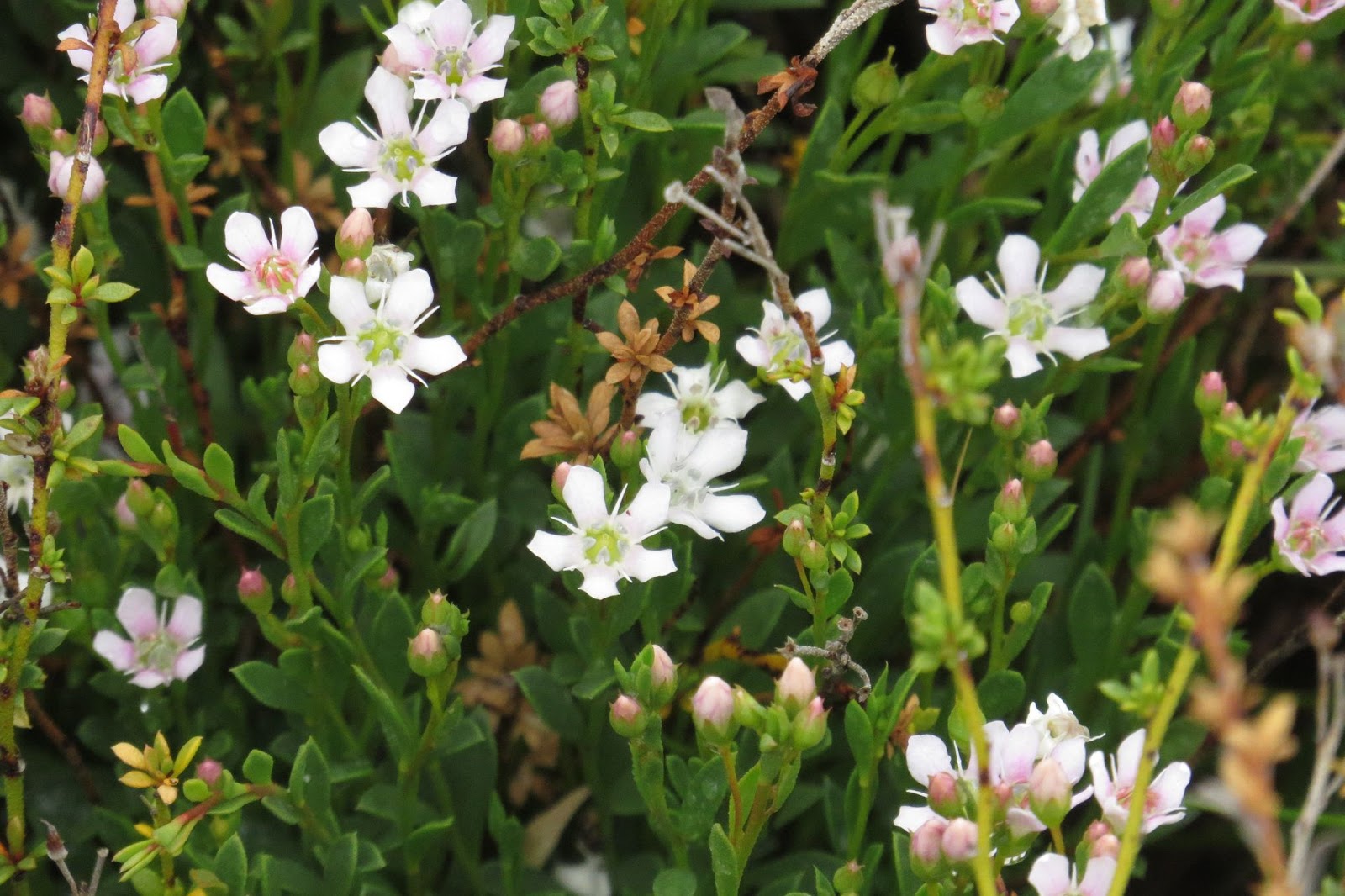 Queensland Coast: Southernmost Mangroves in the World (almost)