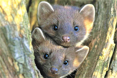 Animal marta wallpapers