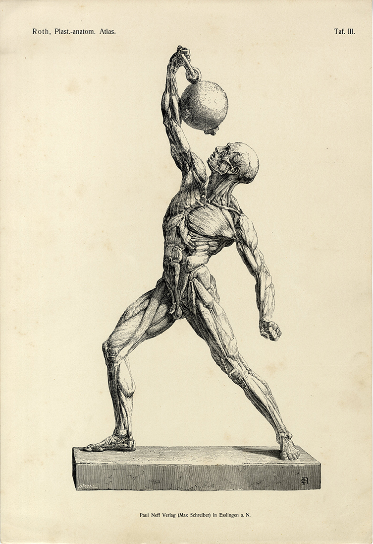Research of Artistic Anatomy: Christoph Roth “PLASTISCH-ANATOMISCHER ...