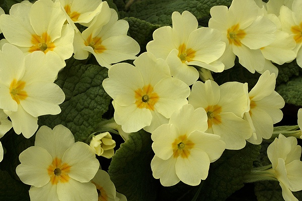 shiatoshi: Primrose flower seed germination
