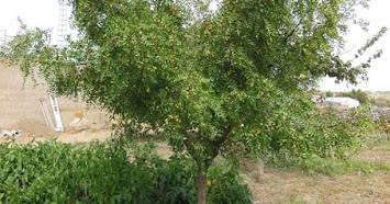 No le digas a mi madre que estoy haciendo fotos: Azufaifa, fruto del ...