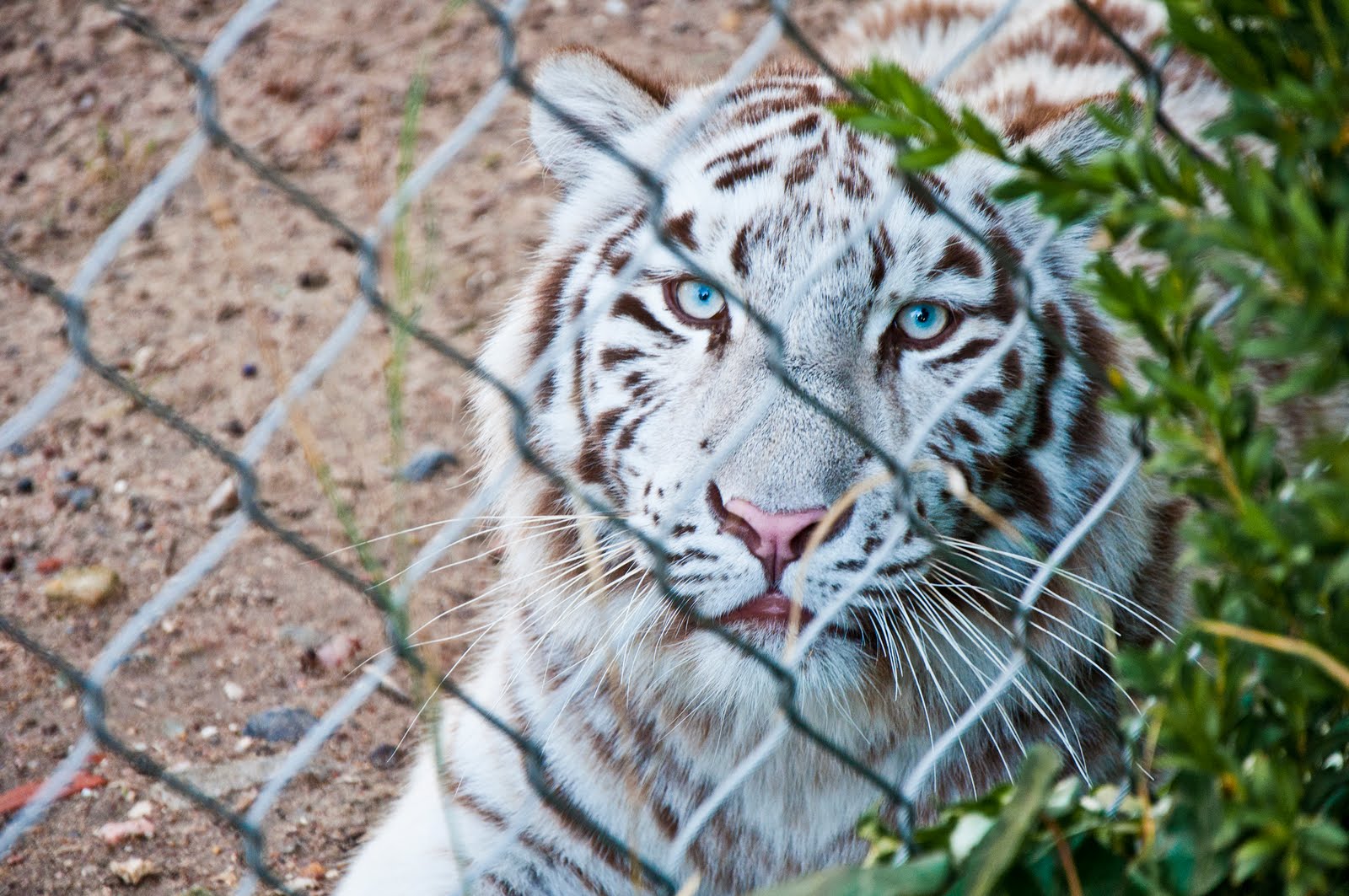 Candilazos: Tigre Blanco ( Zoo Lisboa ).