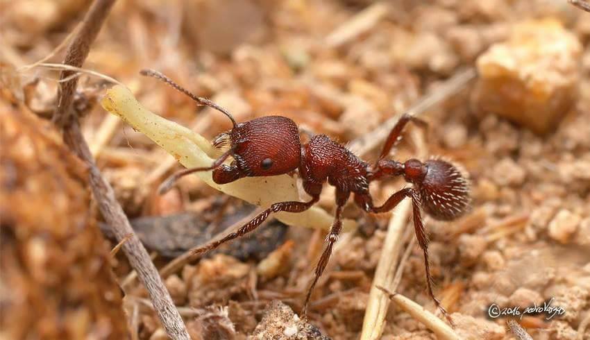 especies chilenas: Hormigas de Chile