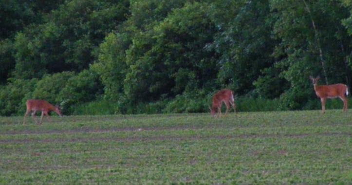 Blog de chasse au chevreuil à l'arc: L`obsession du `` gros panache``