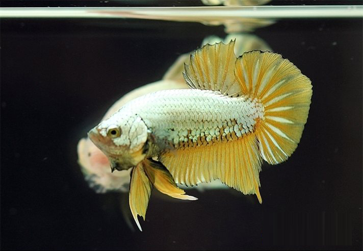 Cách nhân giống cá betta Rồng ~ Bể Cá Betta mini Để Bàn