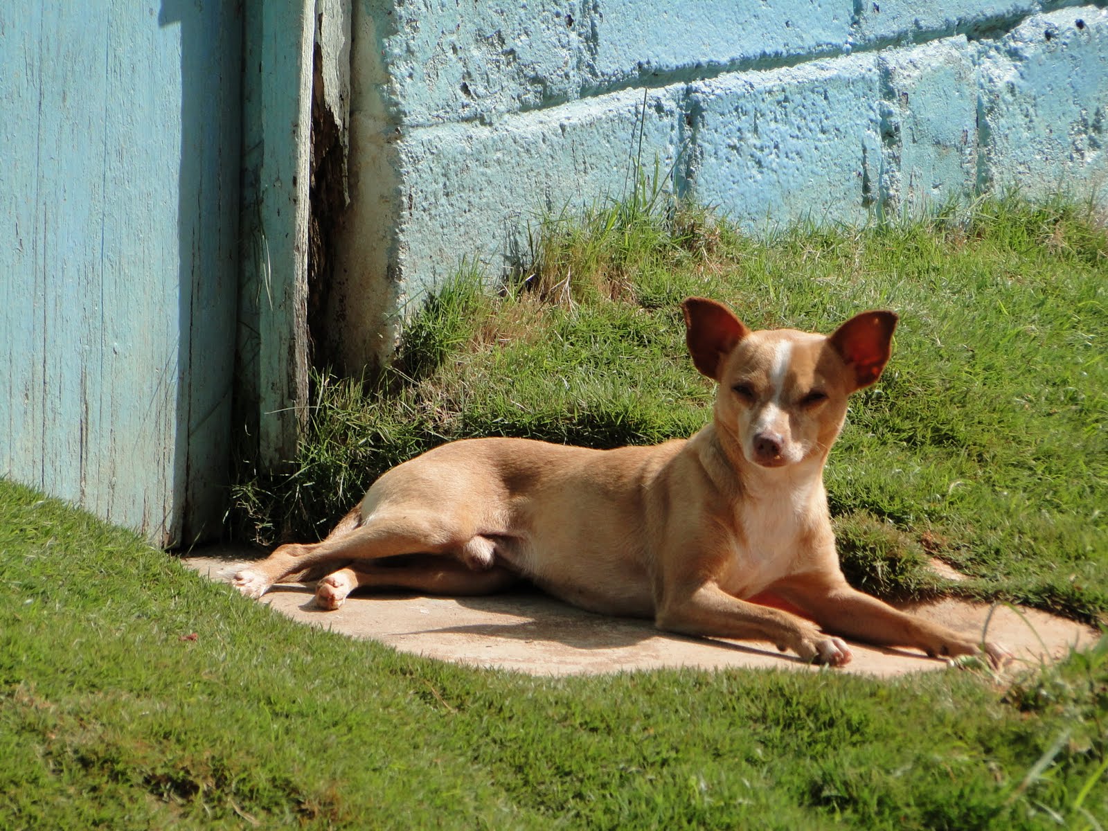 We Moved to the Dominican Republic...: So Many Animals, So Little Touching