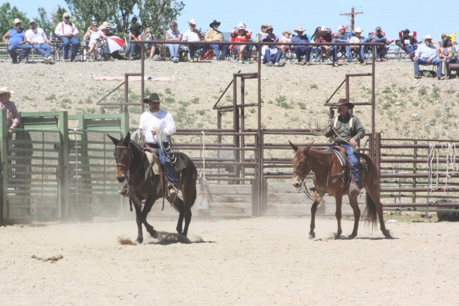 PairADice Mules: Jake Clark Mule Days Rodeo