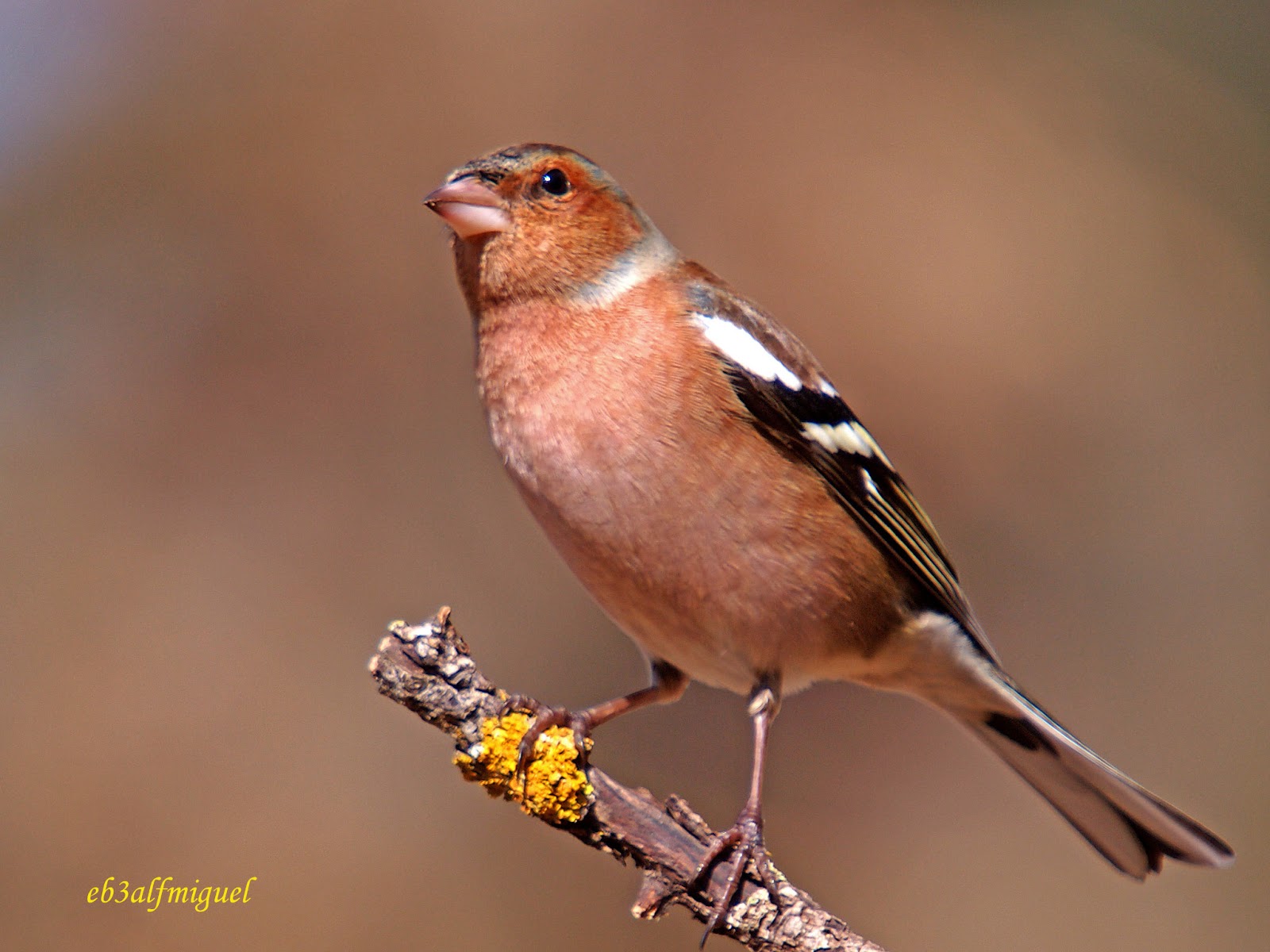 MIS AMIGAS LAS AVES: Pinzón vulgar (Fringilla coelebs) Este ave poso ...