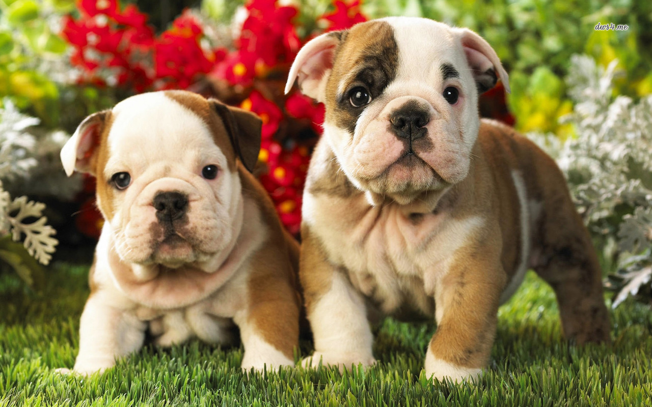 Top 17 Beautiful And Fabulous BULLDOG Wallpapers In HD