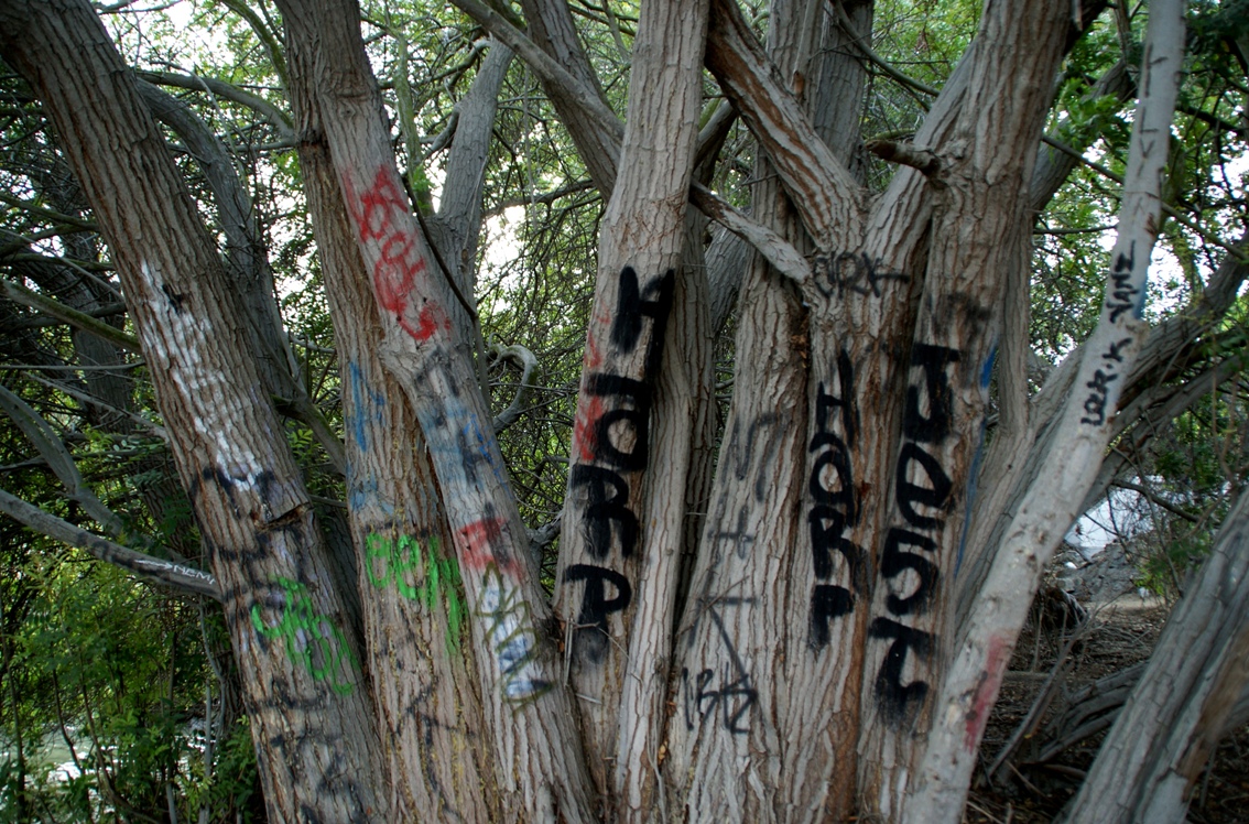 A photo, A thought............: Observation: Tree Graffiti........