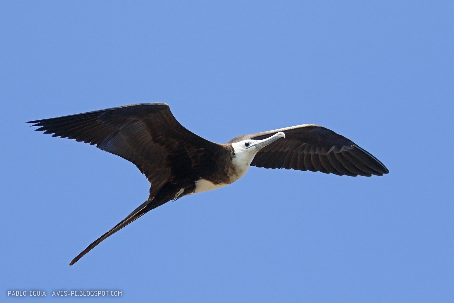 mis fotos de aves: Fregata magnificens Ave Fragata Magnificent Frigatebird