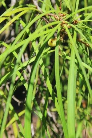 Away with the Goddards