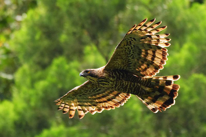 Javan hawk-eagle (Nisaetus bartelsi)