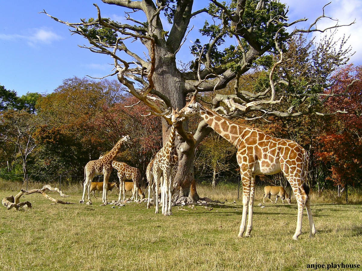 LOLLAND FOTOS: KNUTHENBORG SAFARIPARK