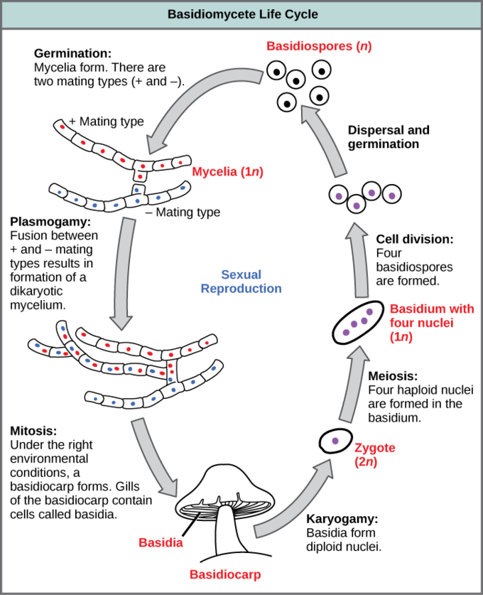 Rangkuman Teori Fungi / Jamur - Soal & Pembahasan