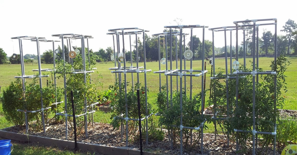The Big Heat In Pursuit Of The Perfect Tomato Sexy Pvc Tomato Cage Update