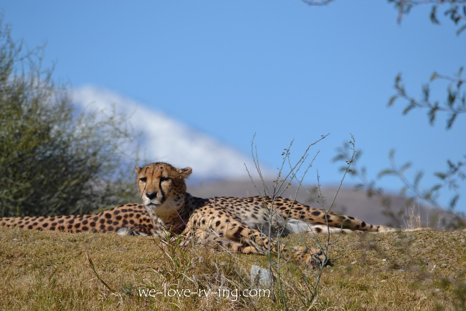 We Love RV'ing: Cheetah ~ Living Desert ~ Palm Desert, CA