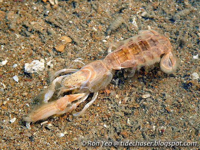 tHE tiDE cHAsER: Mud Lobsters & Mud Shrimps (Phylum Arthropoda ...