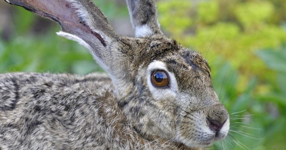 About Animal JackRabbit - Animals Point | DaddyFile