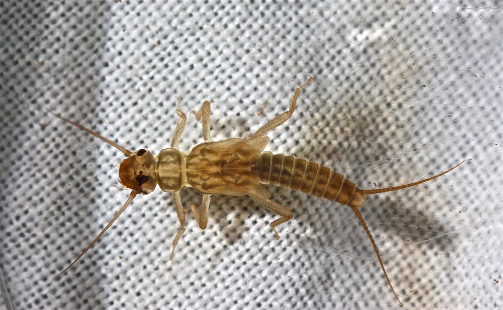 Aquatic Insects of Central Virginia: The Perlodid stonefly, genus ...