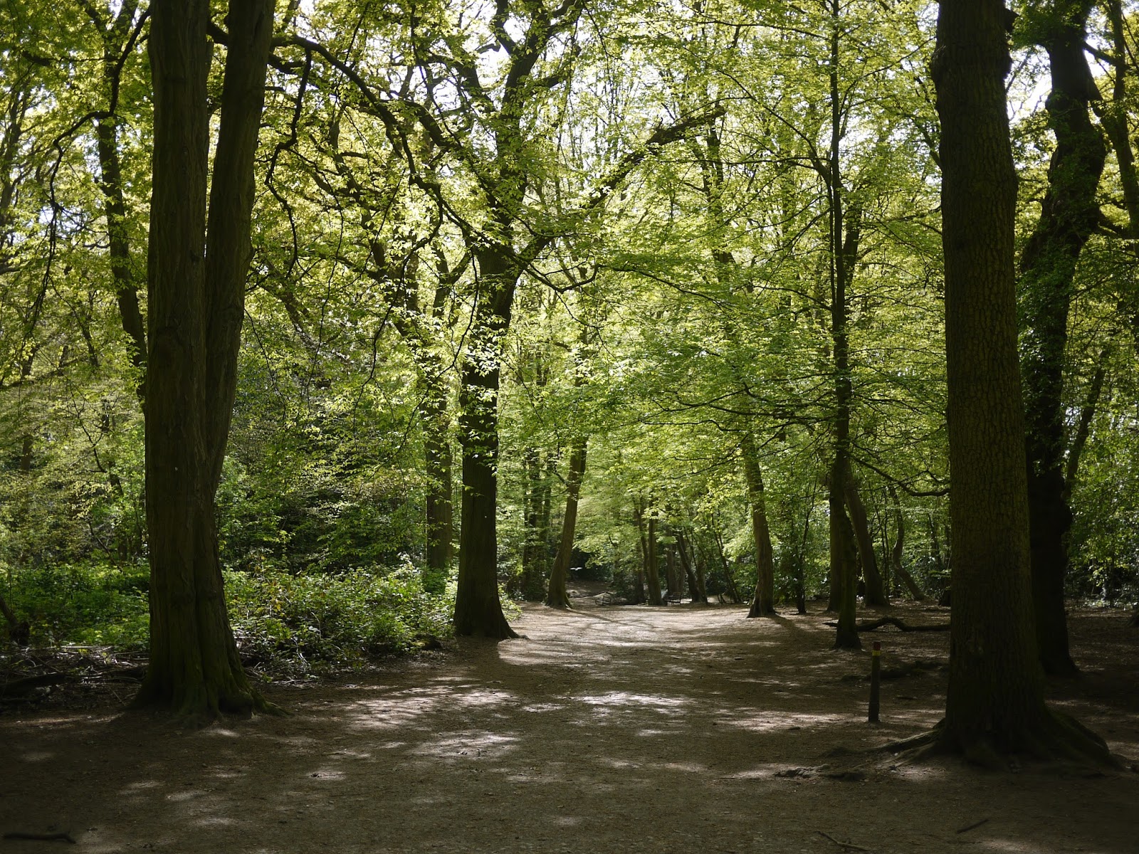 W1Mum: Bluebells in Highgate Woods, London