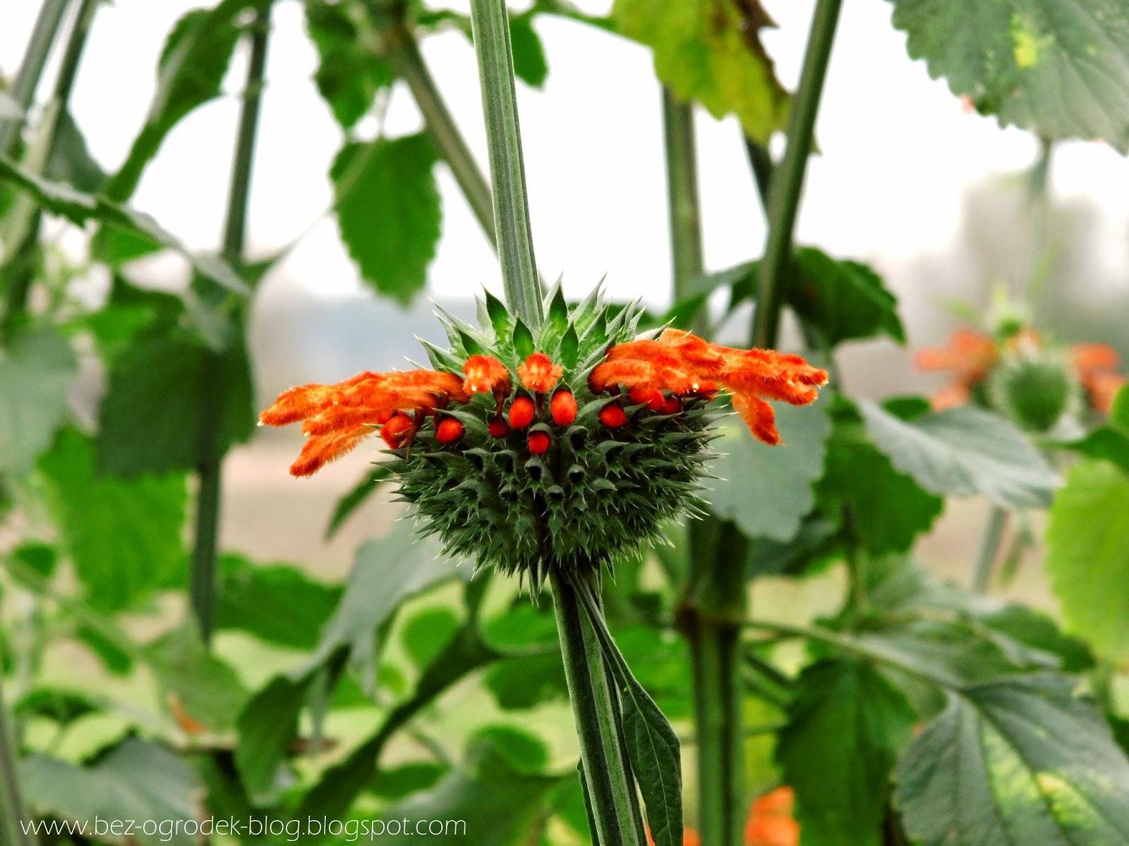 Impreza z Klip Dagga | BEZ OGRÓDEK | blog ogrodniczy