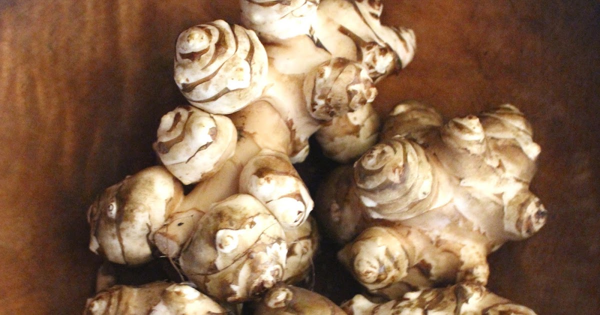 Harmony Valley Farm: Overwintered Sunchokes...A Vegetable With Unique ...