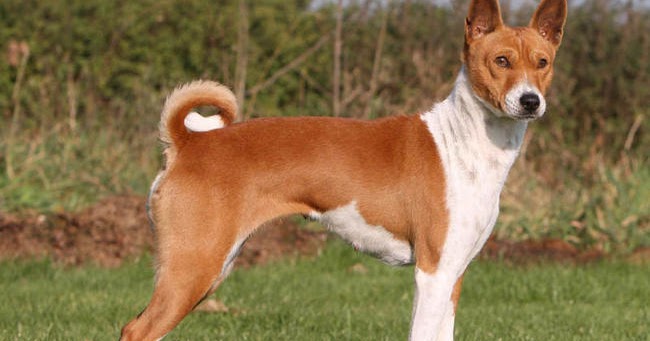 Do Basenji Dogs Shed A Lot