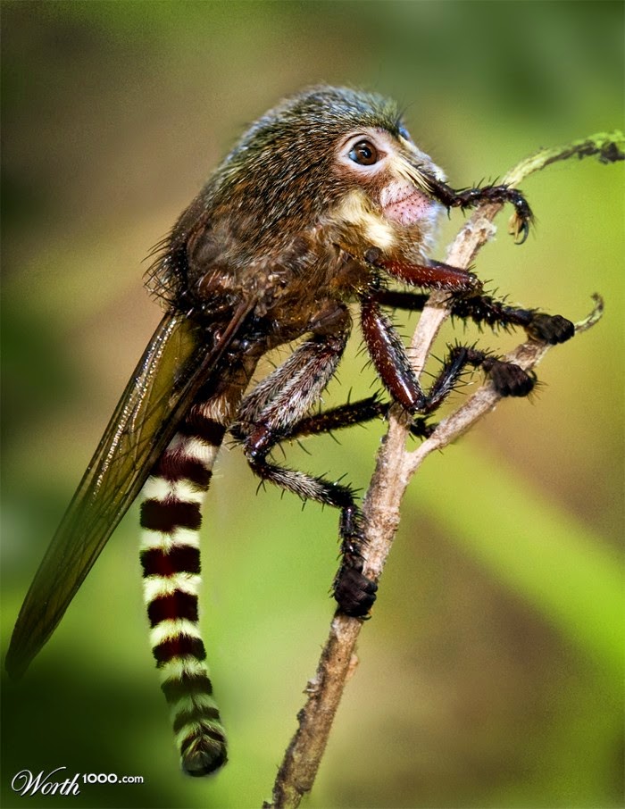 The Insect World: Funny and Weird