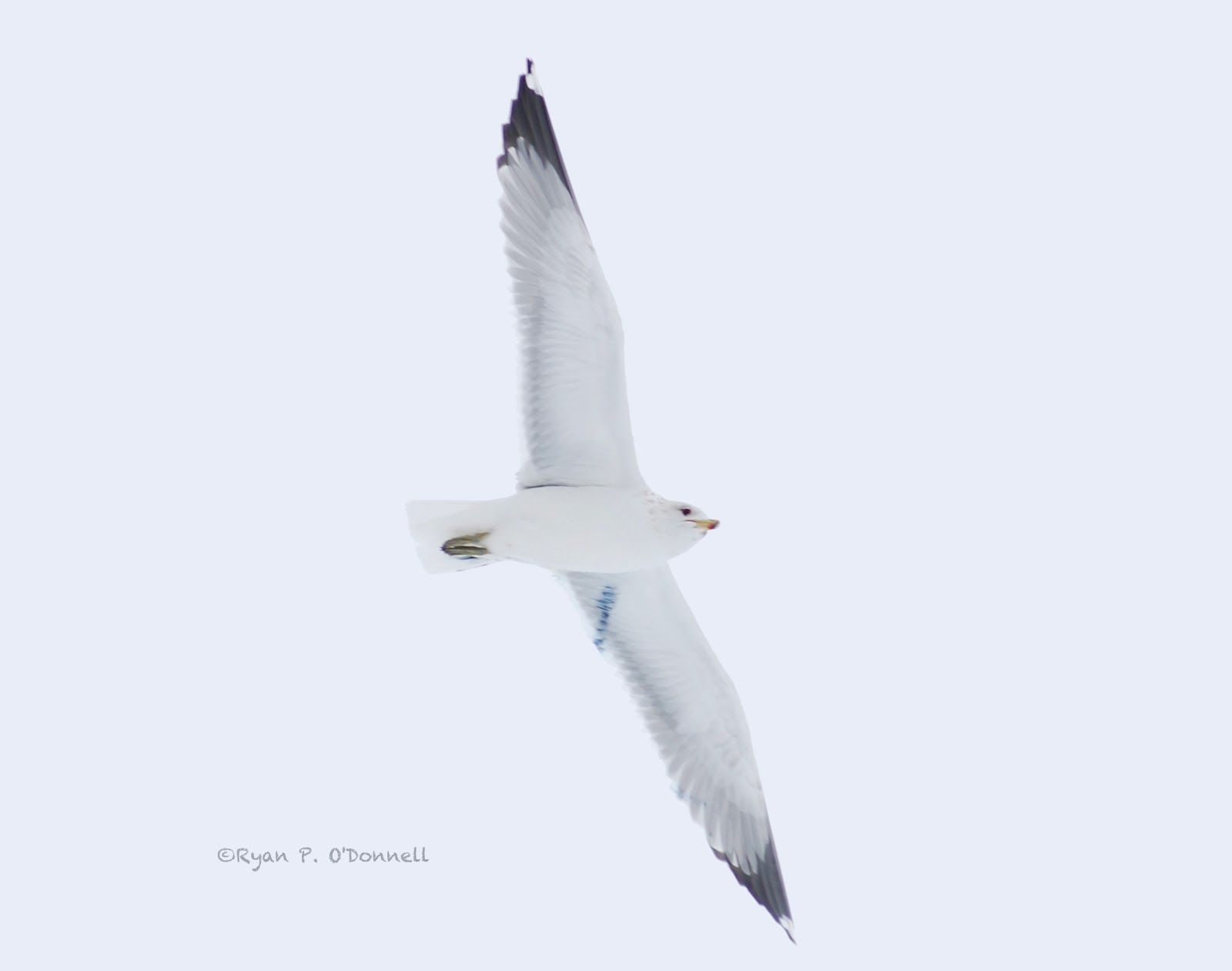 Birding Is Fun!: Identifying adult California Gulls and Ring-billed ...