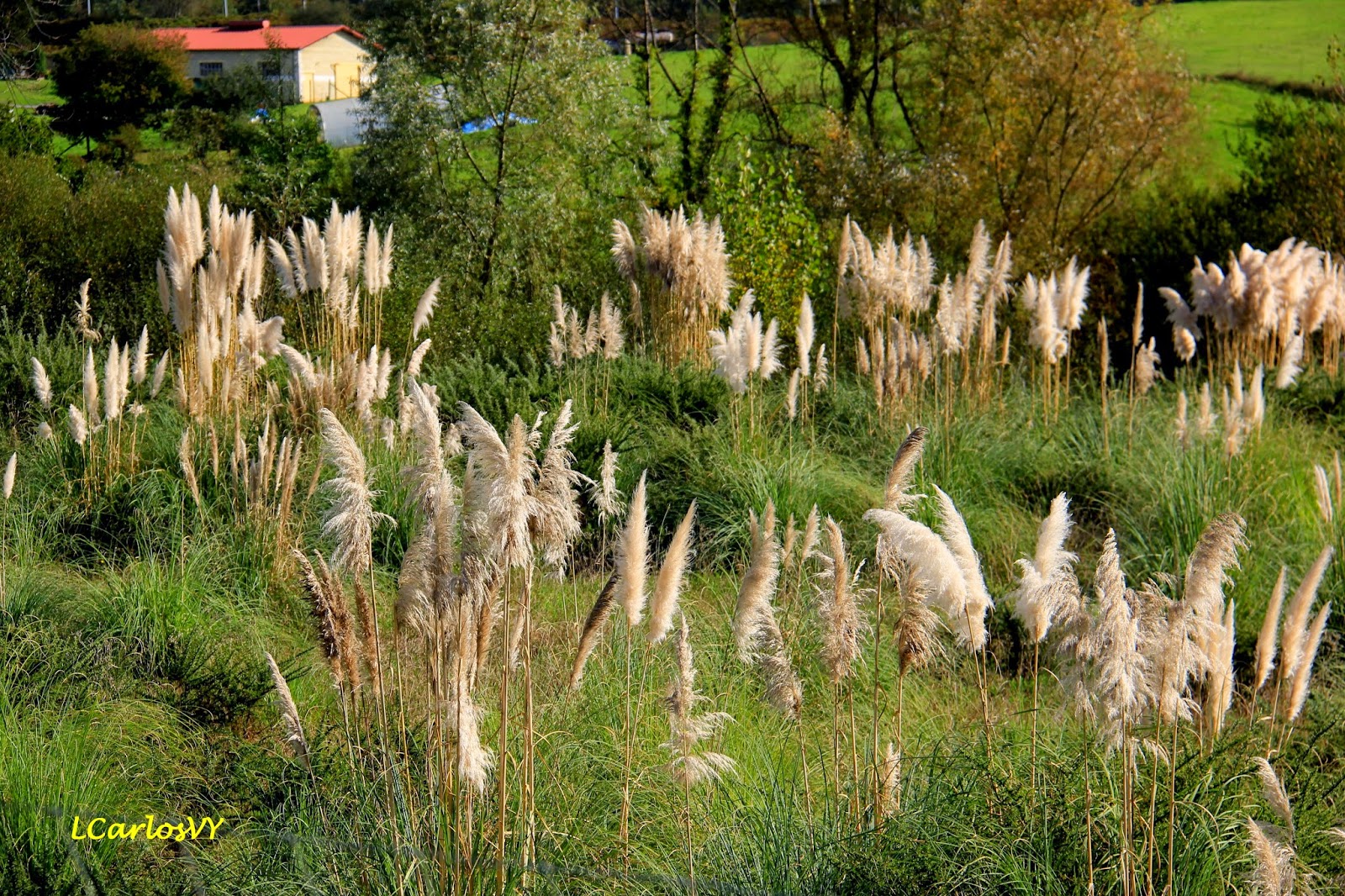 Plantas silvestres de Asturias: Hierba pampera, plumeros - Cortaderia ...