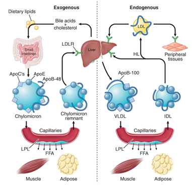 Metabolisme Lipoprotein (Kolesterol) | Tongkat Aesculapius