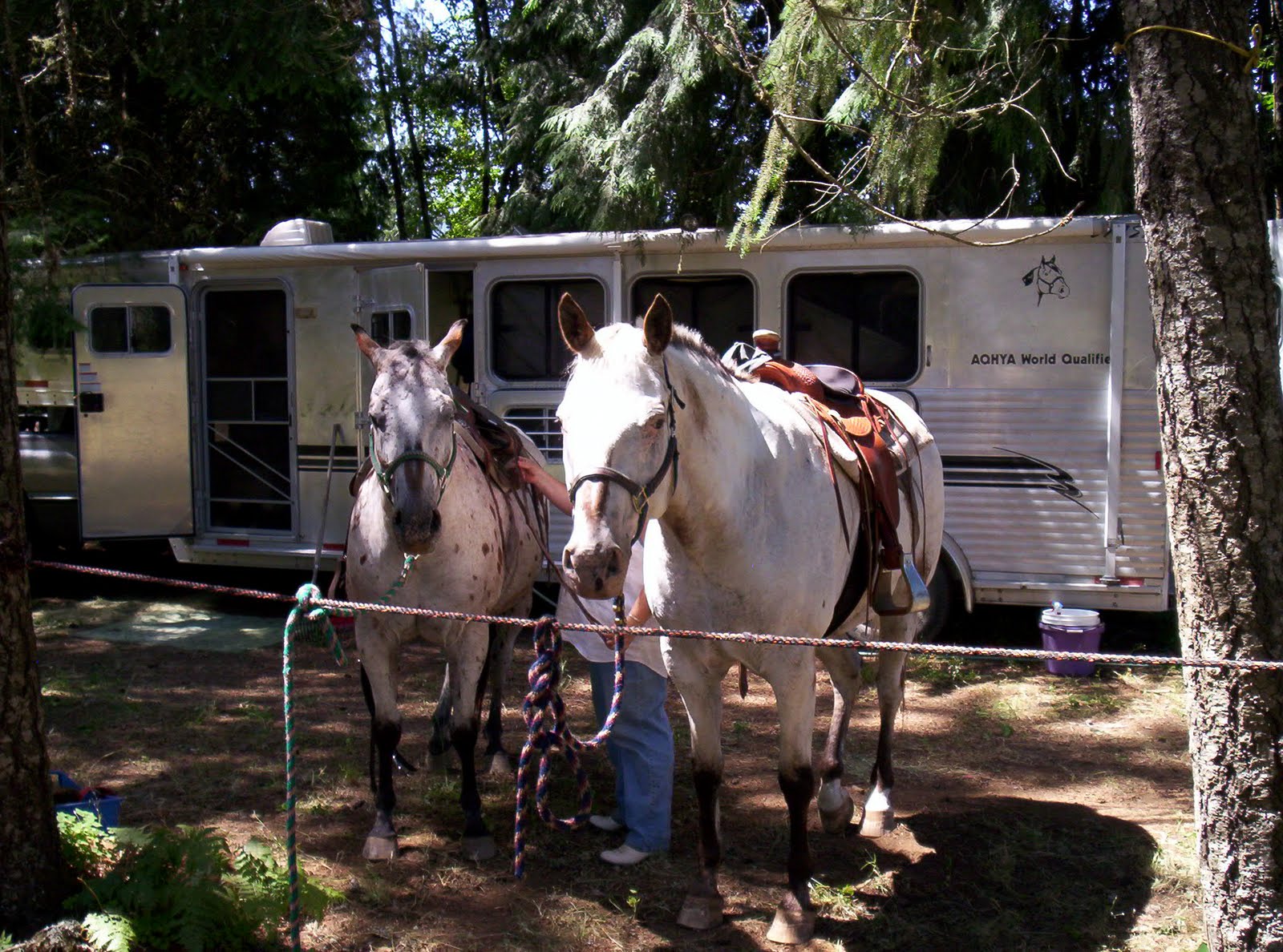 C-ing Spots Appaloosas: It's Harley's birthday today!!!