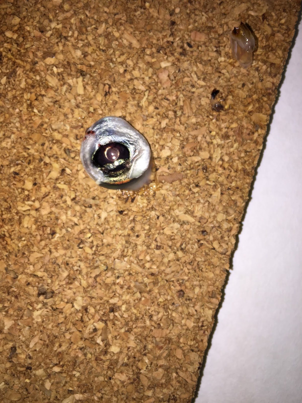 Biología y ANAtomía de 1ºBach: Práctica de DISECCIÓN DE UN CALAMAR