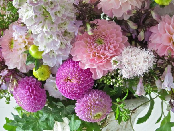 Gambar Bunga Dahlia Yang Indah | Kumpulan Gambar