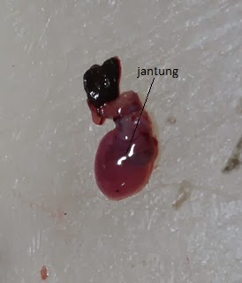 kumpulan materi biologi (blog serba ada) uin sgd bandung: Praktikum ...