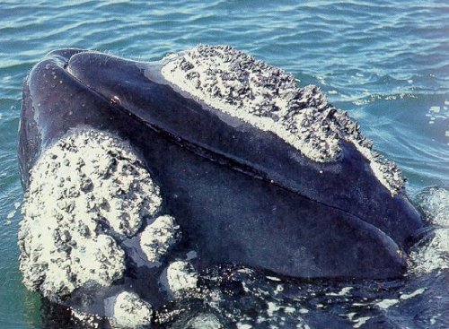 FILANAVAL: LA BALLENA ( Misticetos )