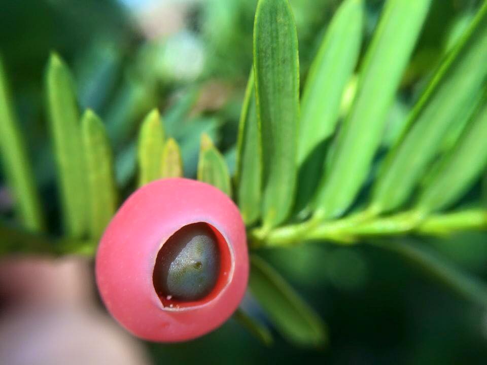 The Natural Naturalist: Seed Dispersal with wind and gravity